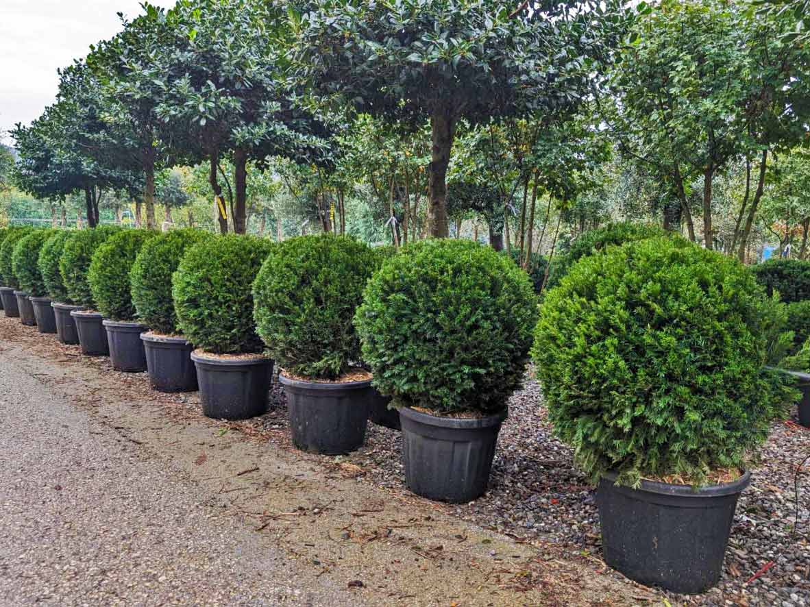 Conifer Topiary Balls – Garden Plants Online