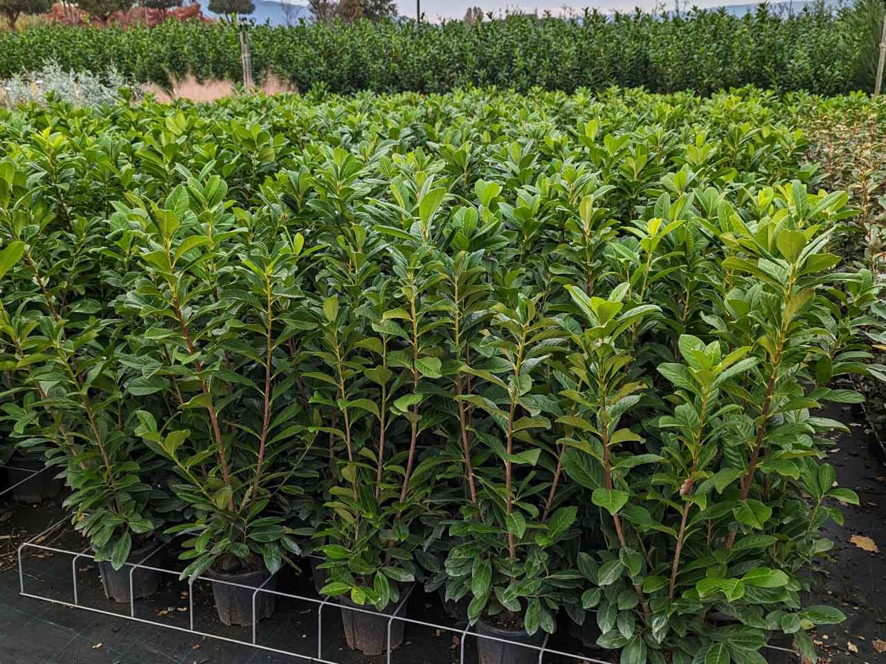 Green Hedging – Garden Plants Online
