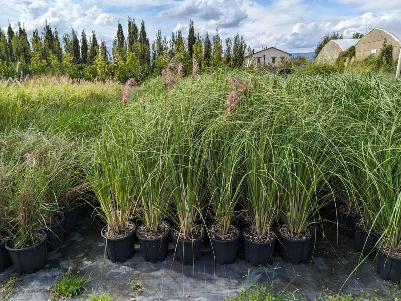 Landscaping Grasses