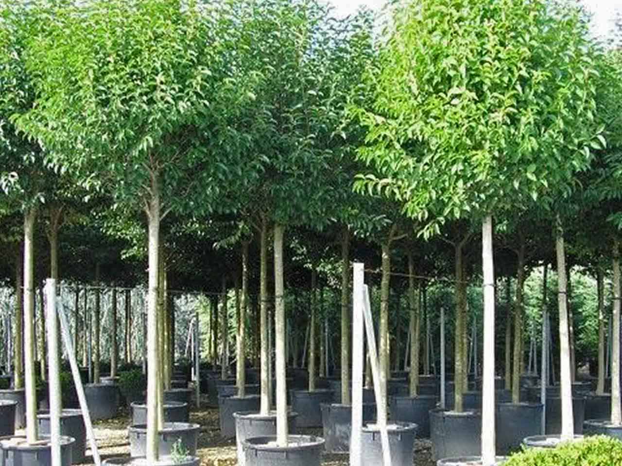 Ornamental Trees and Shrubs – Garden Plants Online