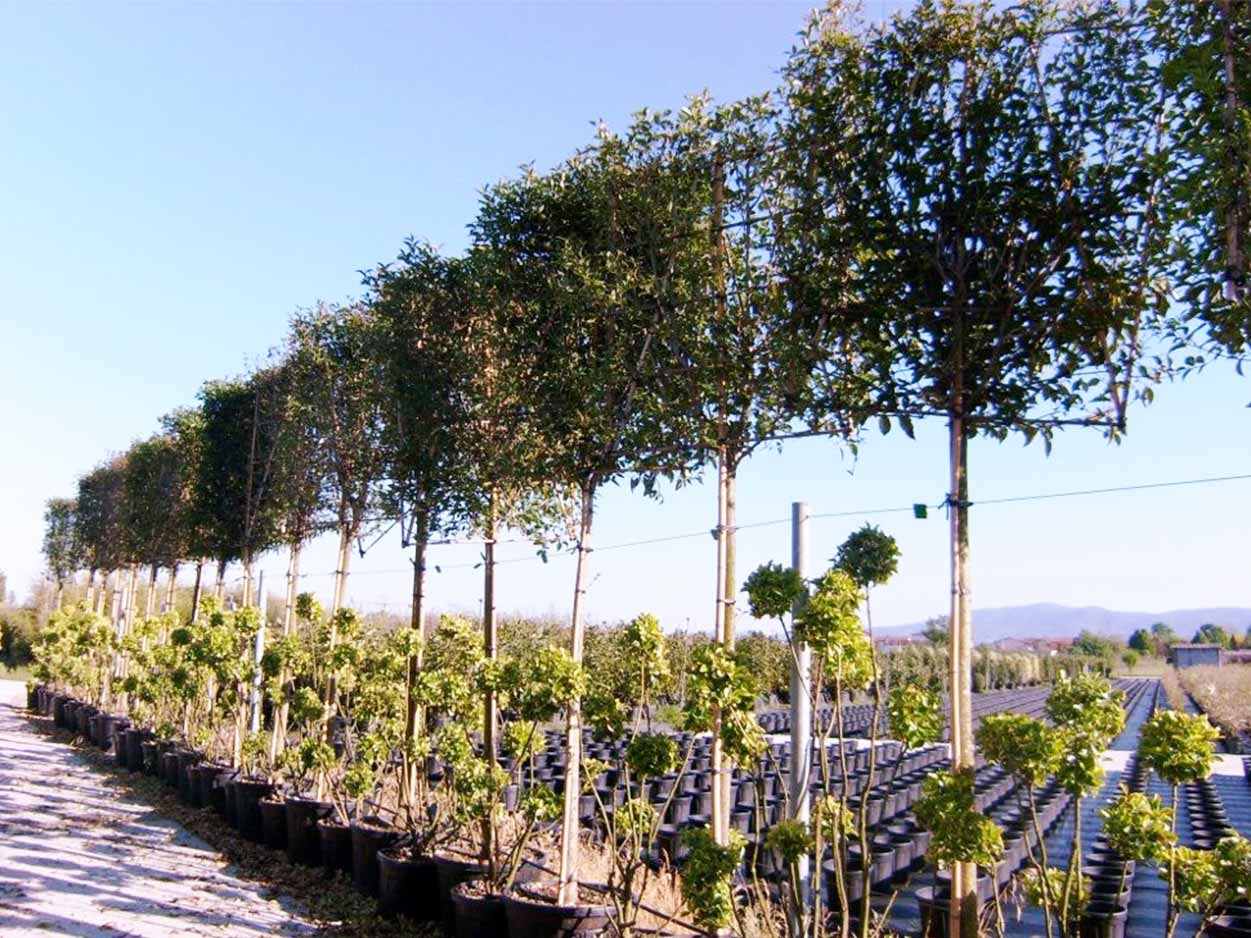 Standard Pleached Trees – Garden Plants Online