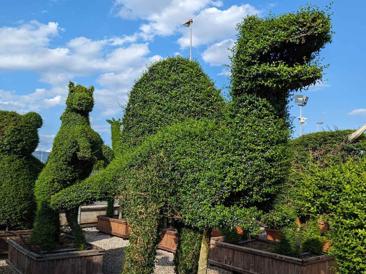 Boxwood Topiary Animals
