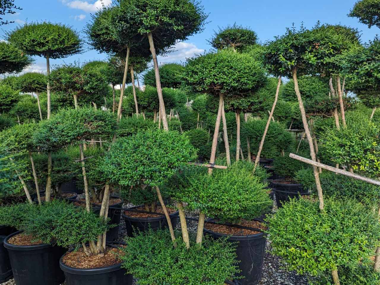 Topiary Balls – Garden Plants Online